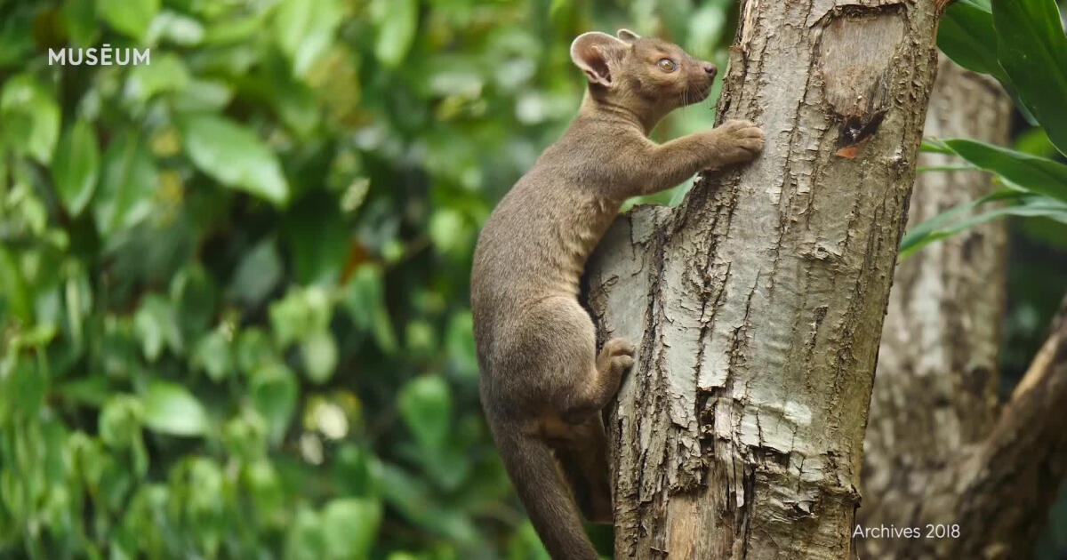 Le fossa | Lumni Enseignement