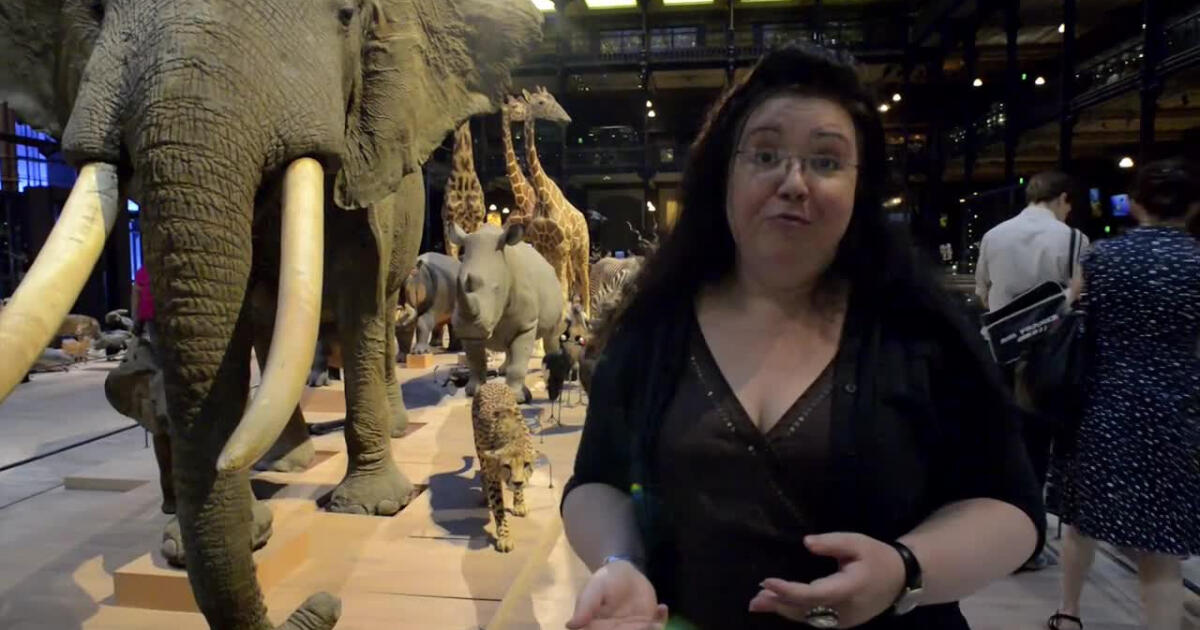 Le concepteur d'exposition | Lumni Enseignement