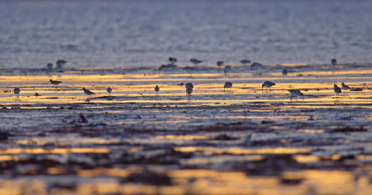 La barge rousse, une grande marathonienne | Lumni Enseignement