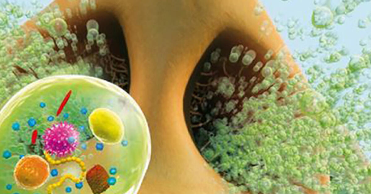 Le nez et les crottes de nez | Lumni Enseignement