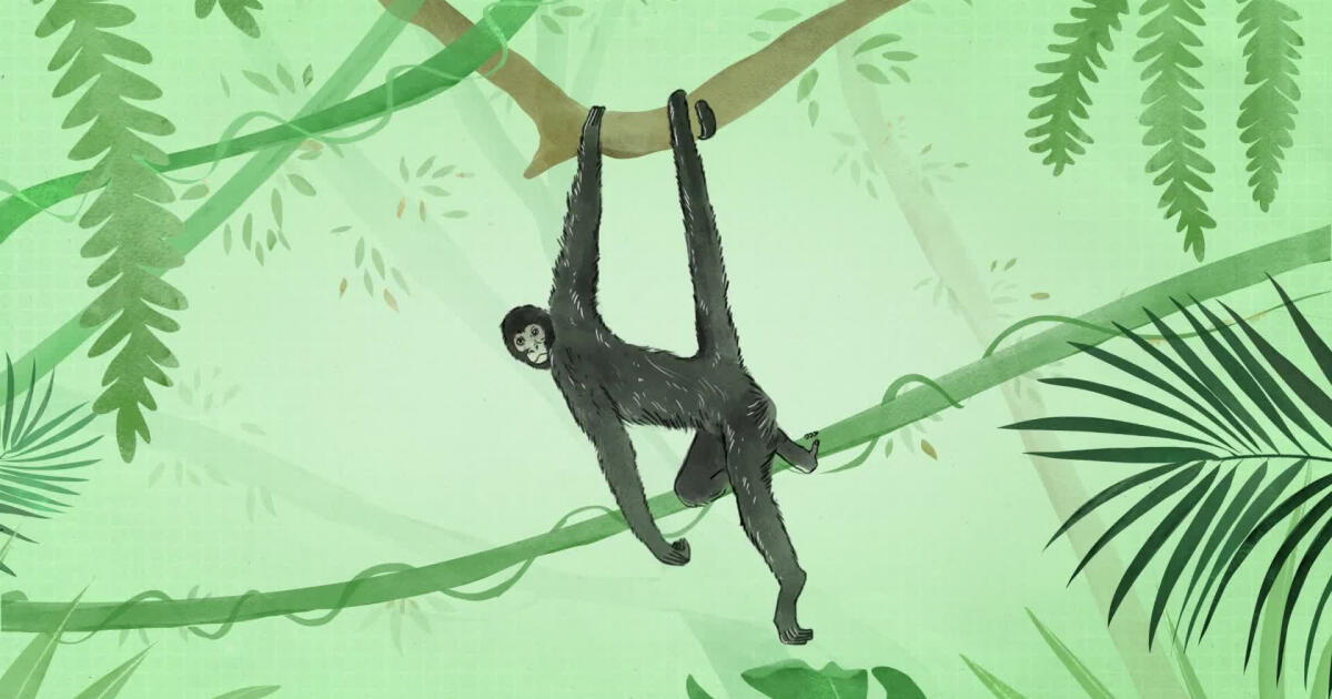 L'atèle noir, un singe plus agile que les meilleurs gymnastes | Lumni ...