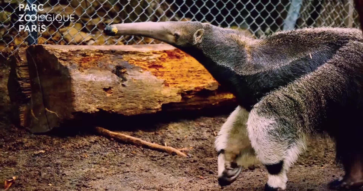 Tamanoir fascinant | Lumni Enseignement