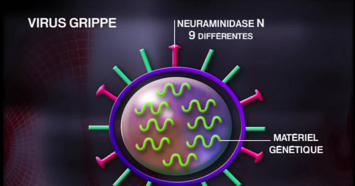 Comment fonctionne le virus de la grippe ? | Lumni Enseignement
