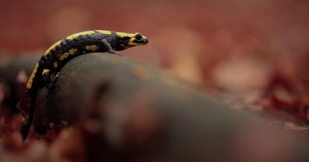 La salamandre tachetée | Lumni Enseignement