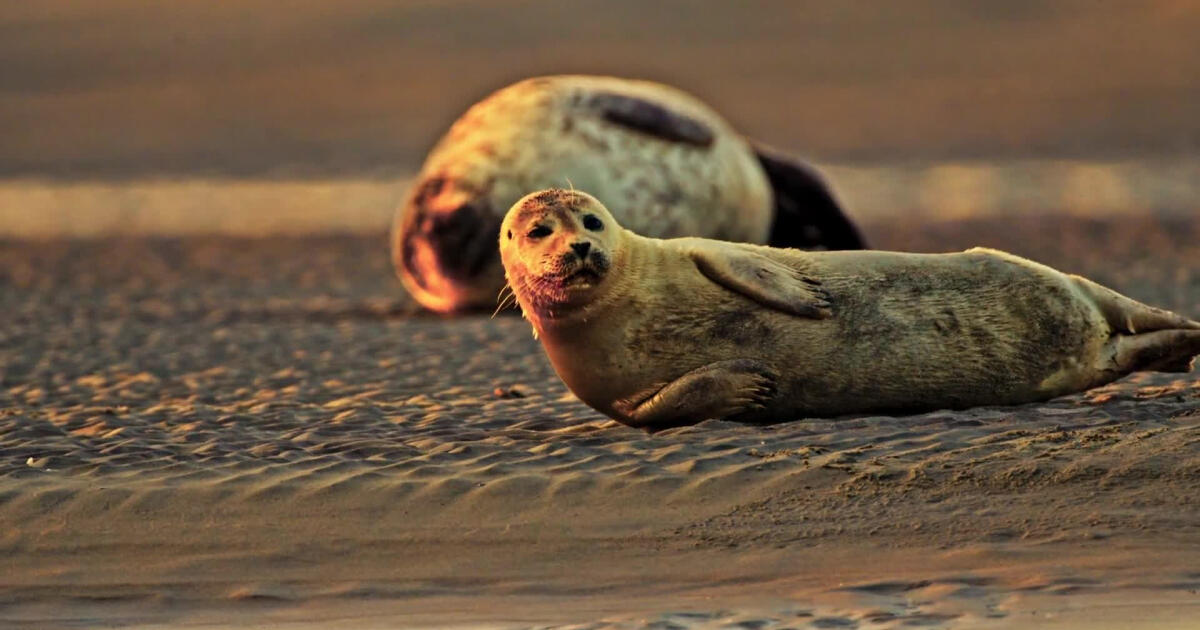 Le phoque, un nageur spécialisé en dos | Lumni Enseignement
