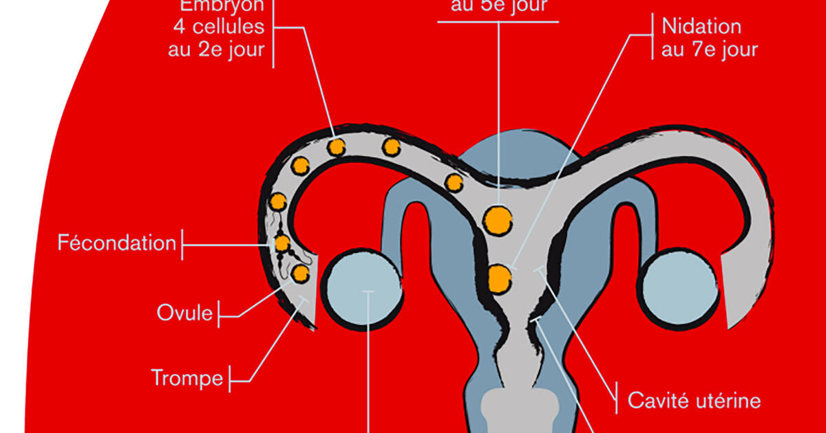 De la fécondation à la nidation : schéma explicatif | Lumni Enseignement De la fécondation à la nidation : schéma explicatif | Lumni Enseignement